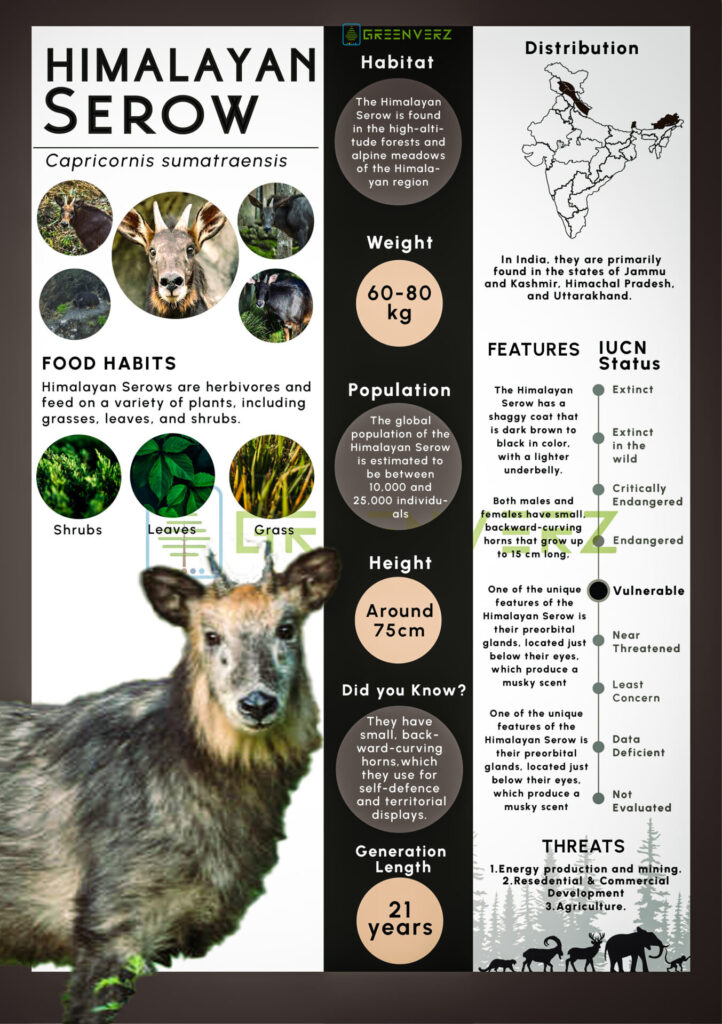 Infographics of Himalayan Serow | Greenverz
