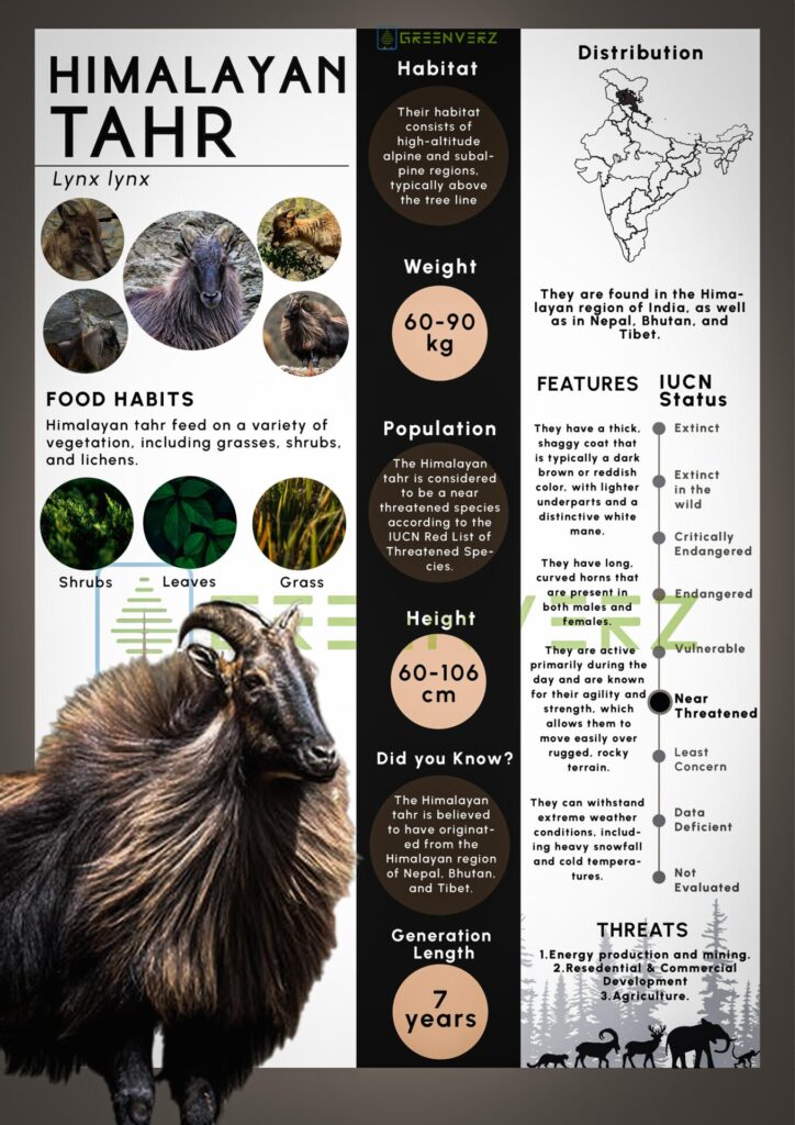 Infographics of Himalayan Tahr – Greenverz
