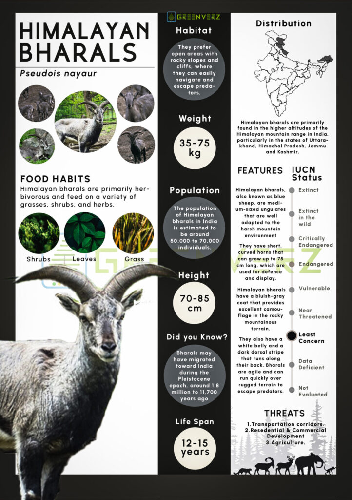 Infographics of Himalayan Bharal | Greenverz