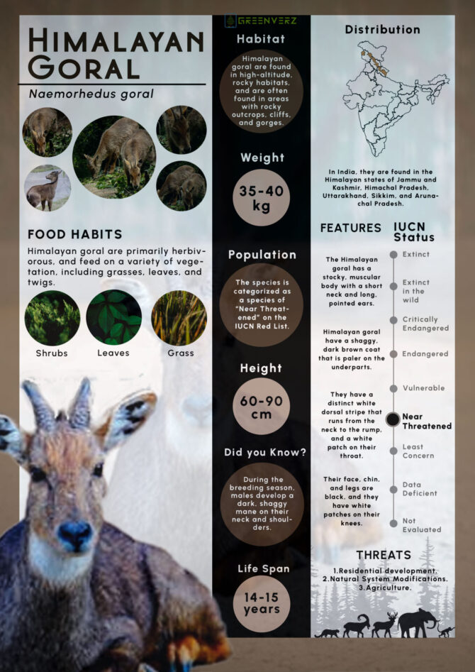 Infographics of Himalayan Goral | Greenverz