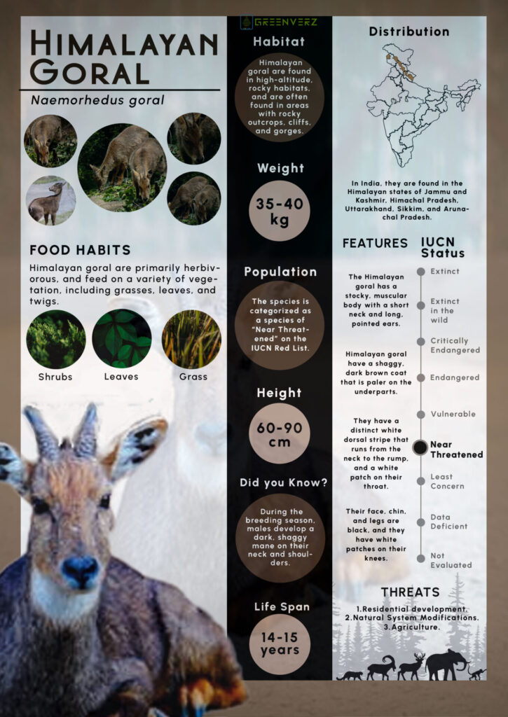 Infographics of Himalayan Goral | Greenverz