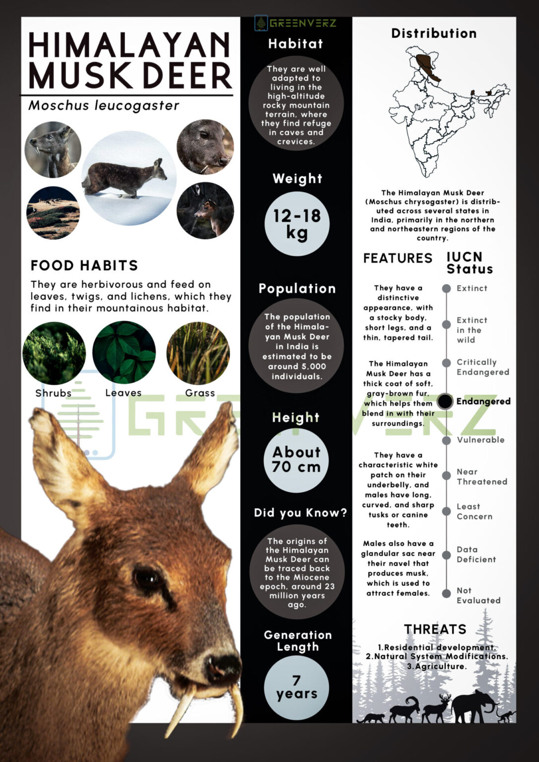 Infographics of Musk Deer | Greenverz