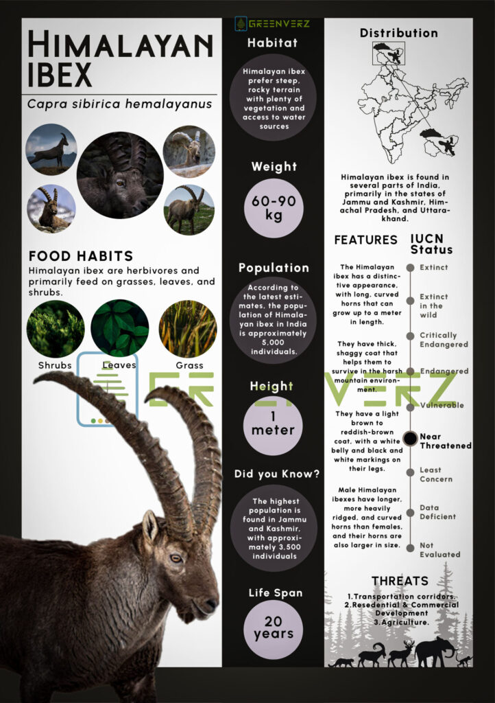 Infographics of Himalayan Ibex | Greenverz