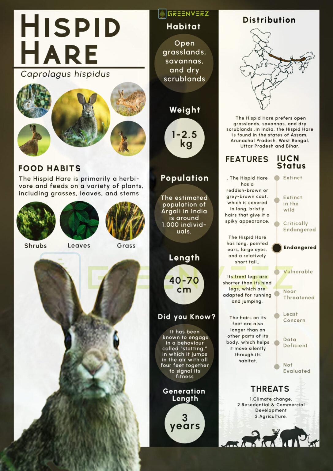 Infographics of Hispid Hare | Greenverz