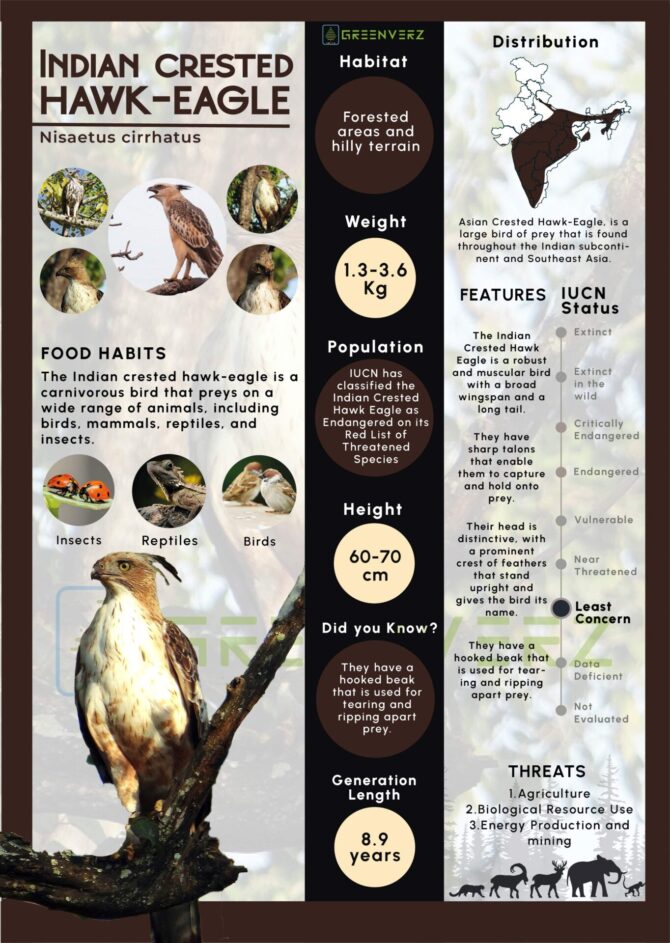 Infographics of Indian Crested Hawk Eagle | Greenverz