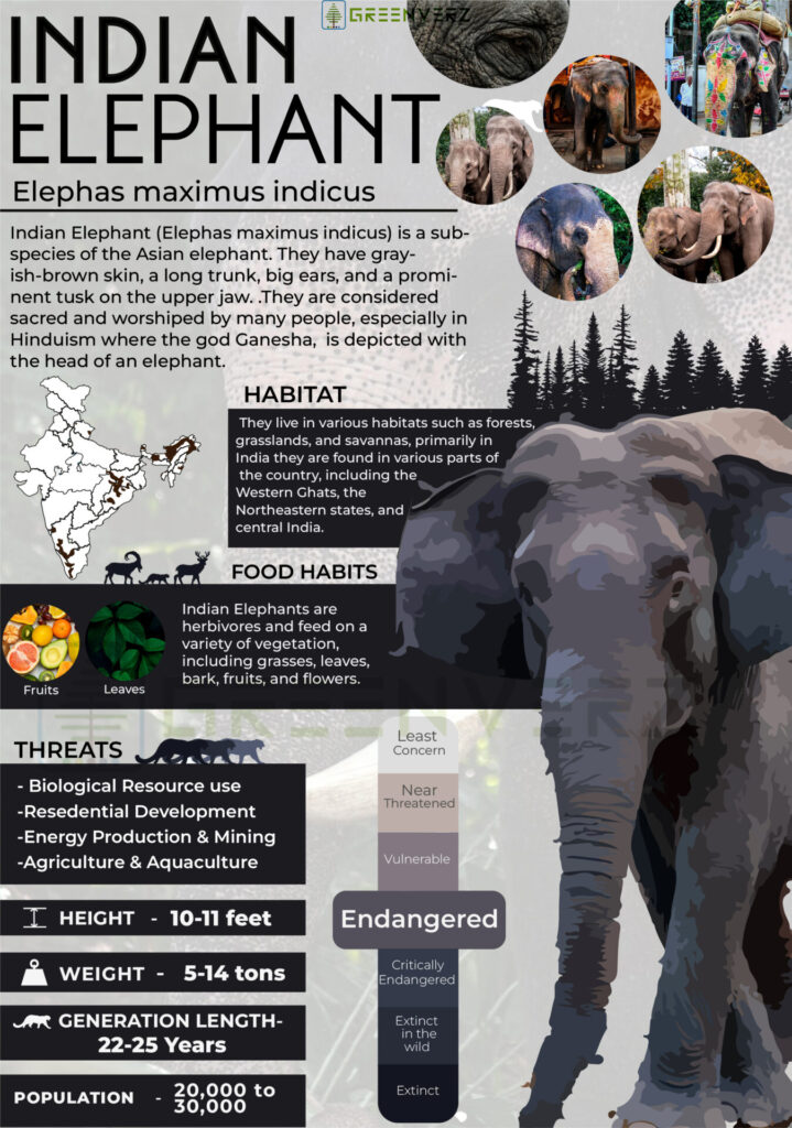 Infographics of Indian Elephant | Greenverz