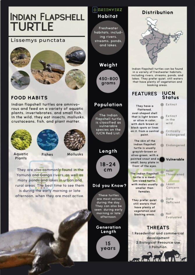 Infographics of Indian Flapshell Turtle | Greenverz
