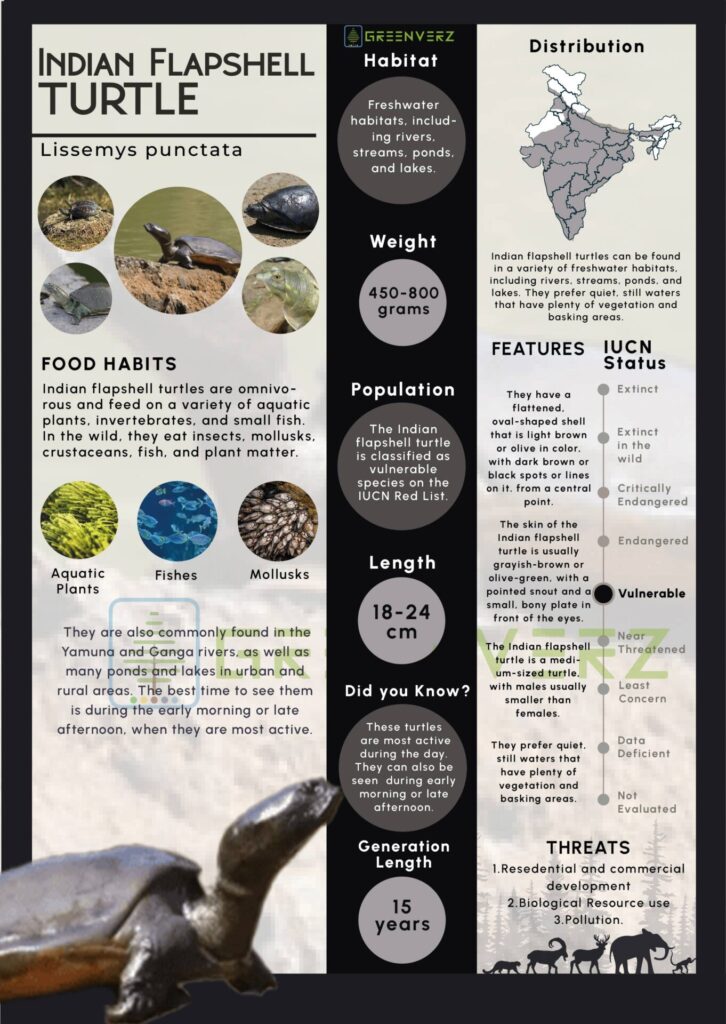 Infographics of Indian Flapshell Turtle | Greenverz
