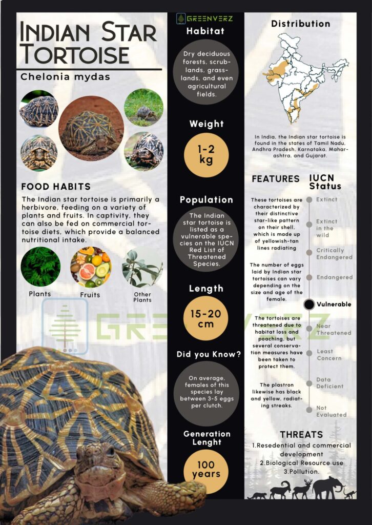 Infographics of Indian Star Tortoise | Greenverz