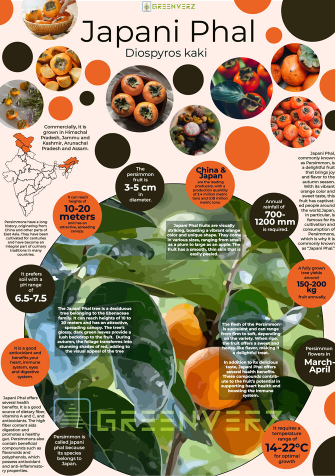 Infographics – Greenverz