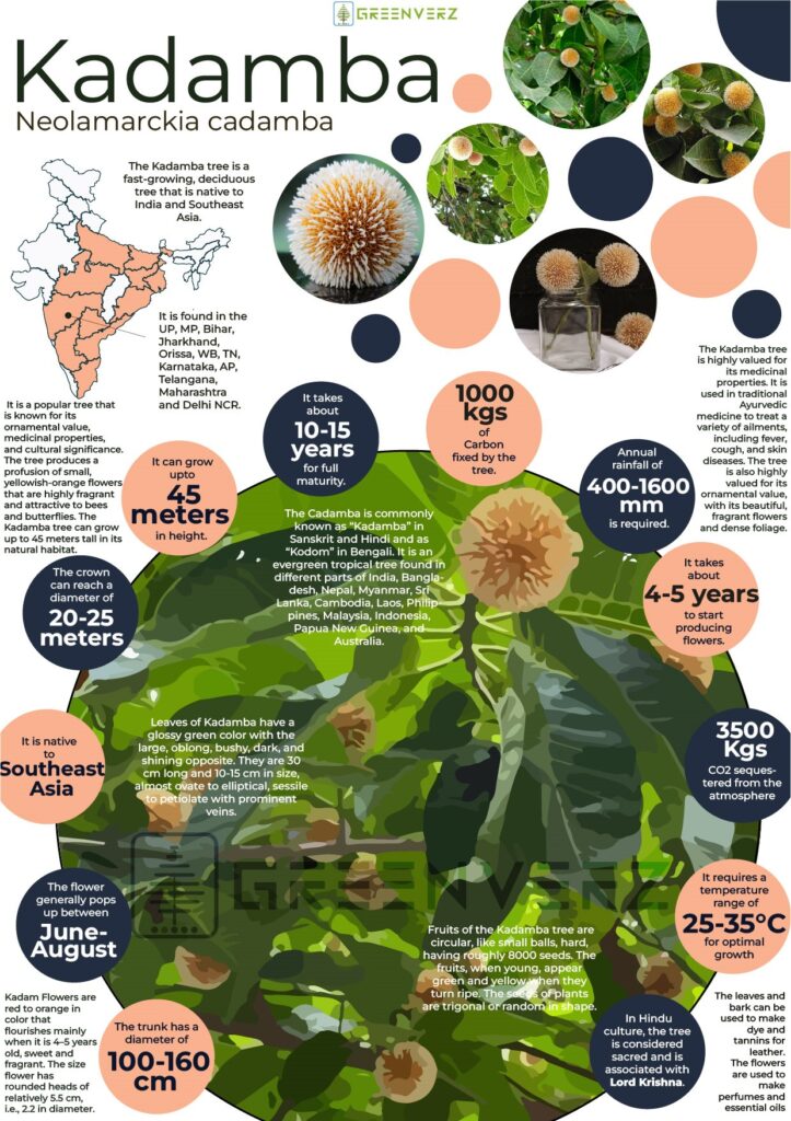 Infographics of Kadamba Tree | Greenverz
