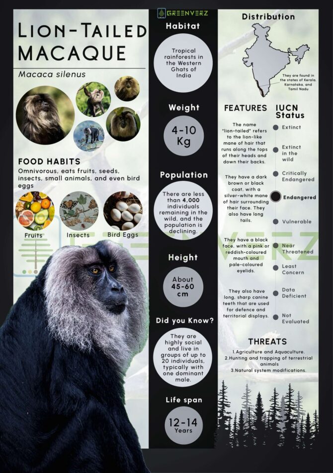 Infographics of Lion Tailed Macaque | Greenverz