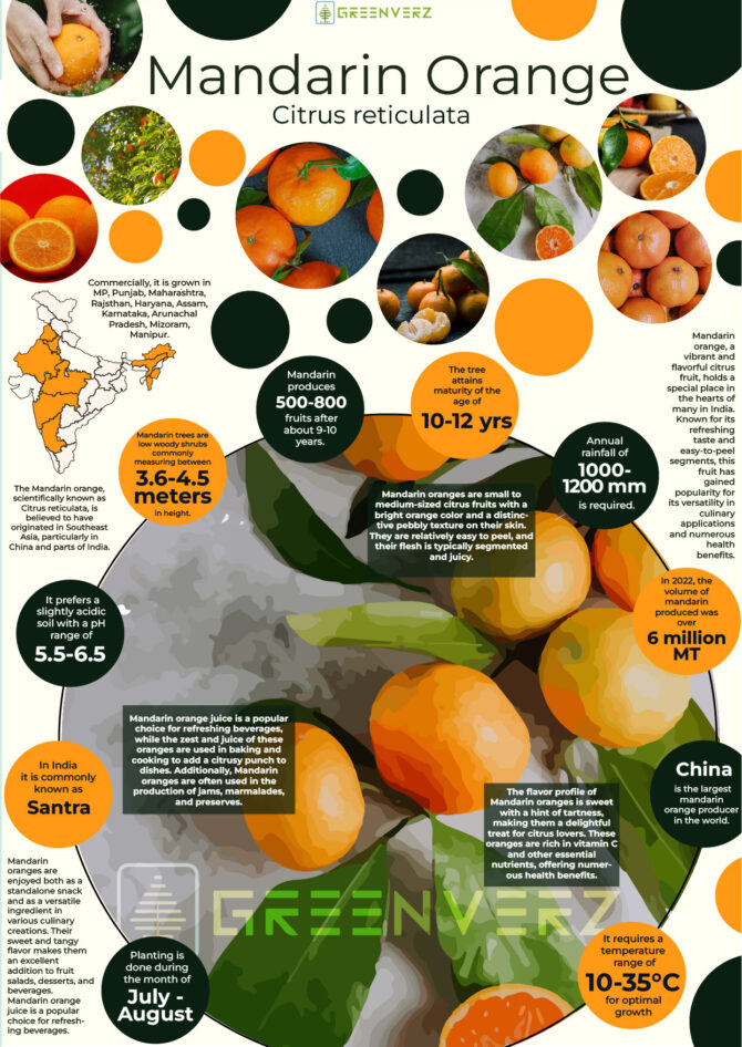 Infographics of Mandarin orange | Greenverz