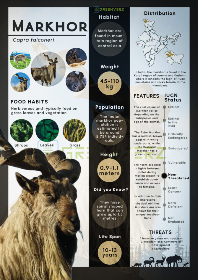 Infographics of Markhor – Greenverz