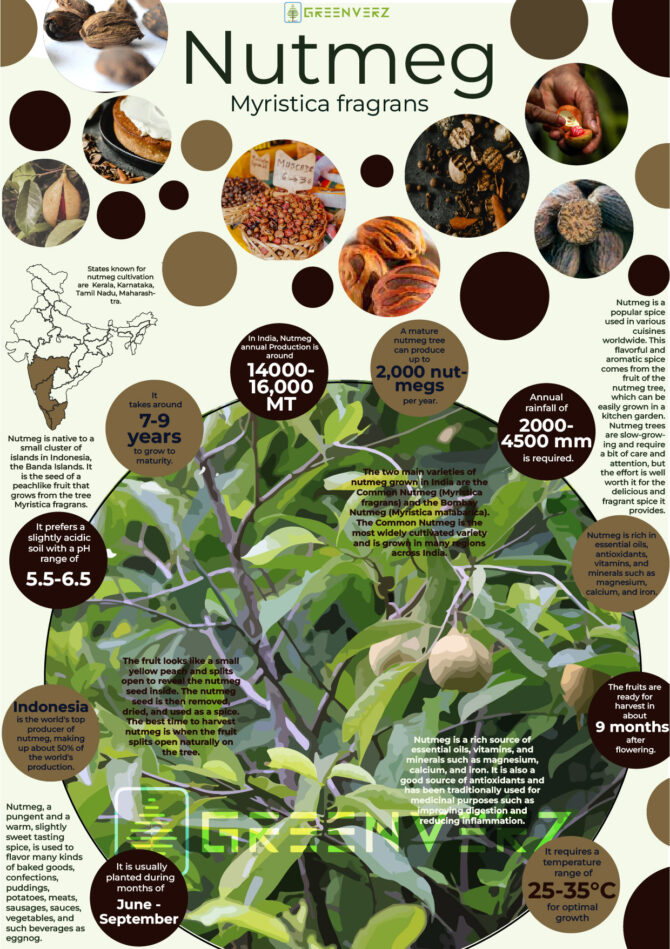 Infographics of Nutmeg | Greenverz