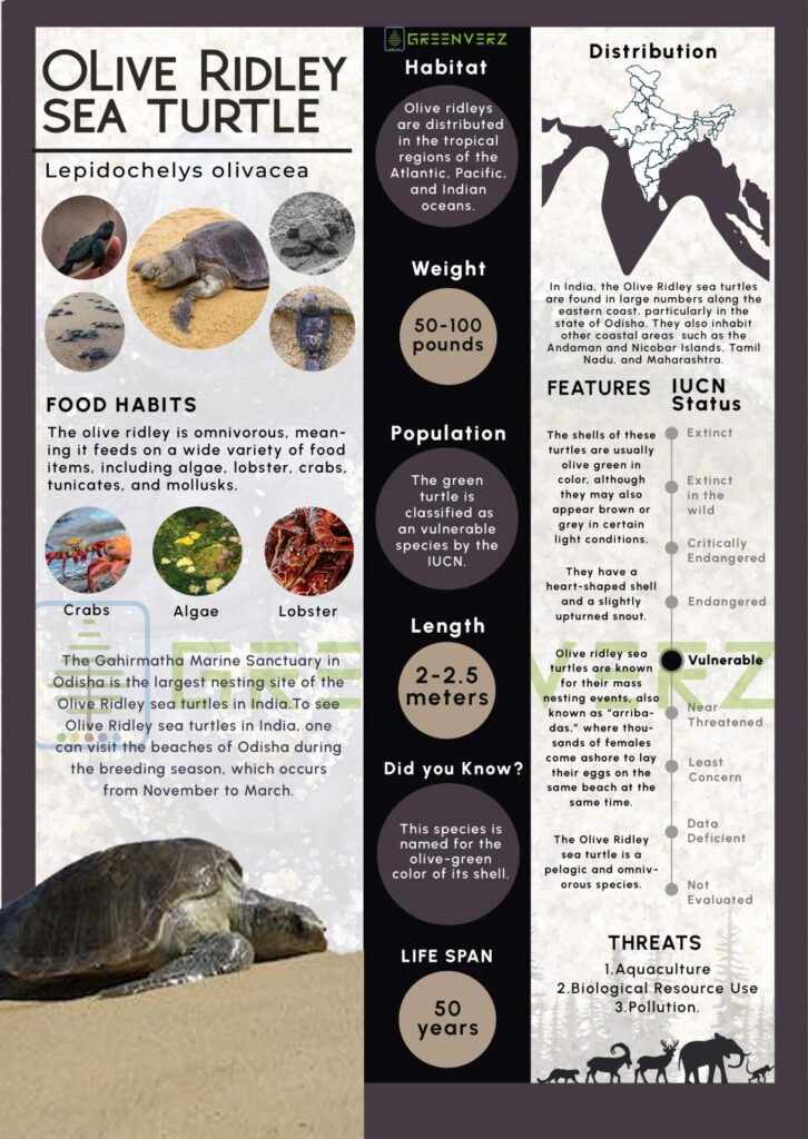 Infographics of Olive Ridley Sea Turtle | Greenverz