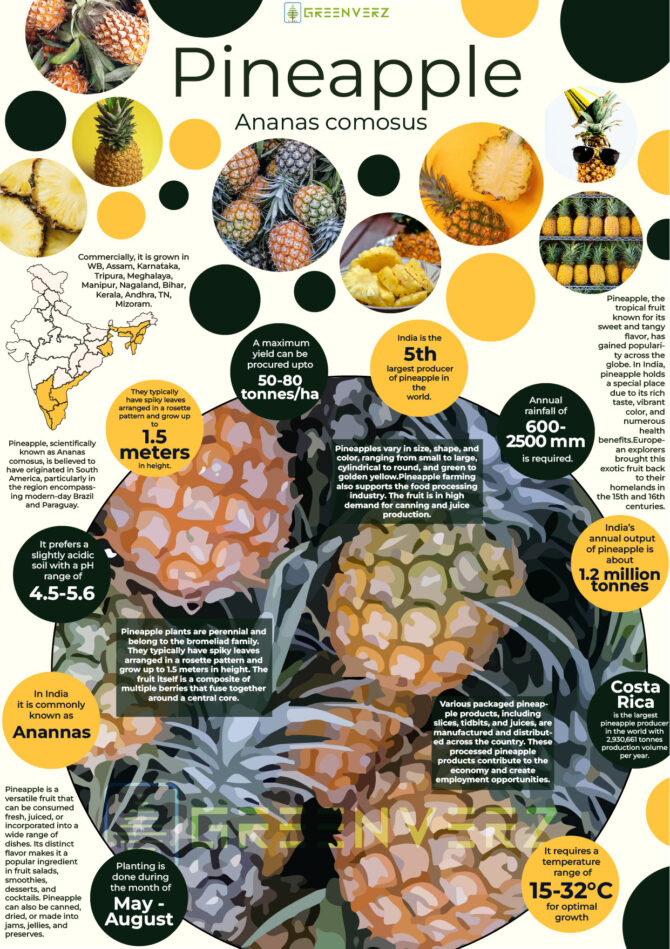 Infographics of Pineapple | Greenverz