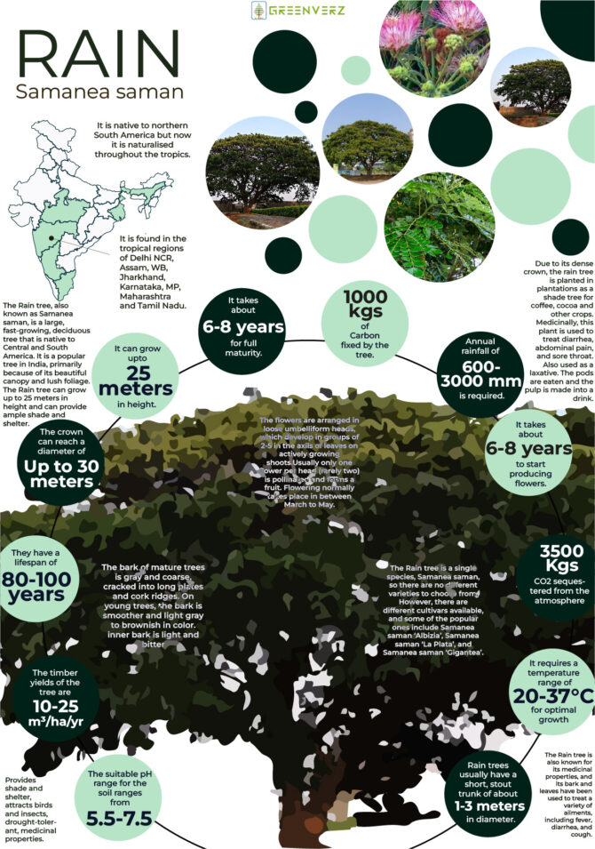 Infographics of Rain Tree | Greenverz