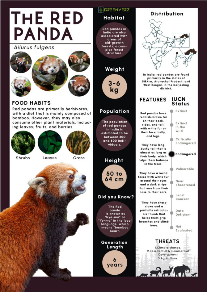 Infographics of Red Panda | Greenverz