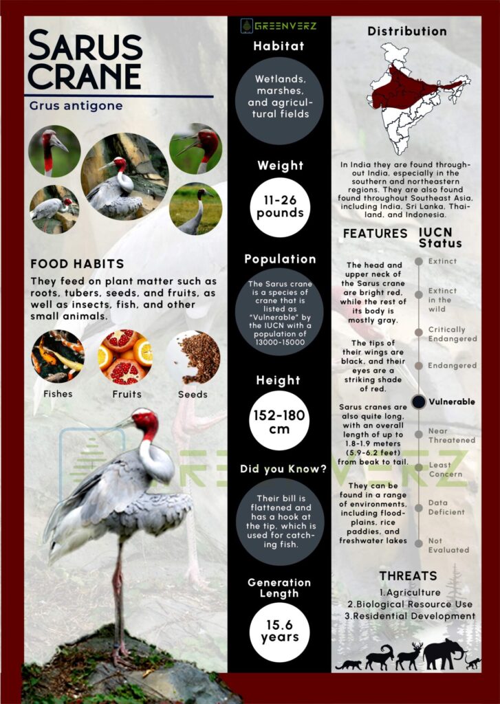 Infographics of Sarus Crane – Greenverz
