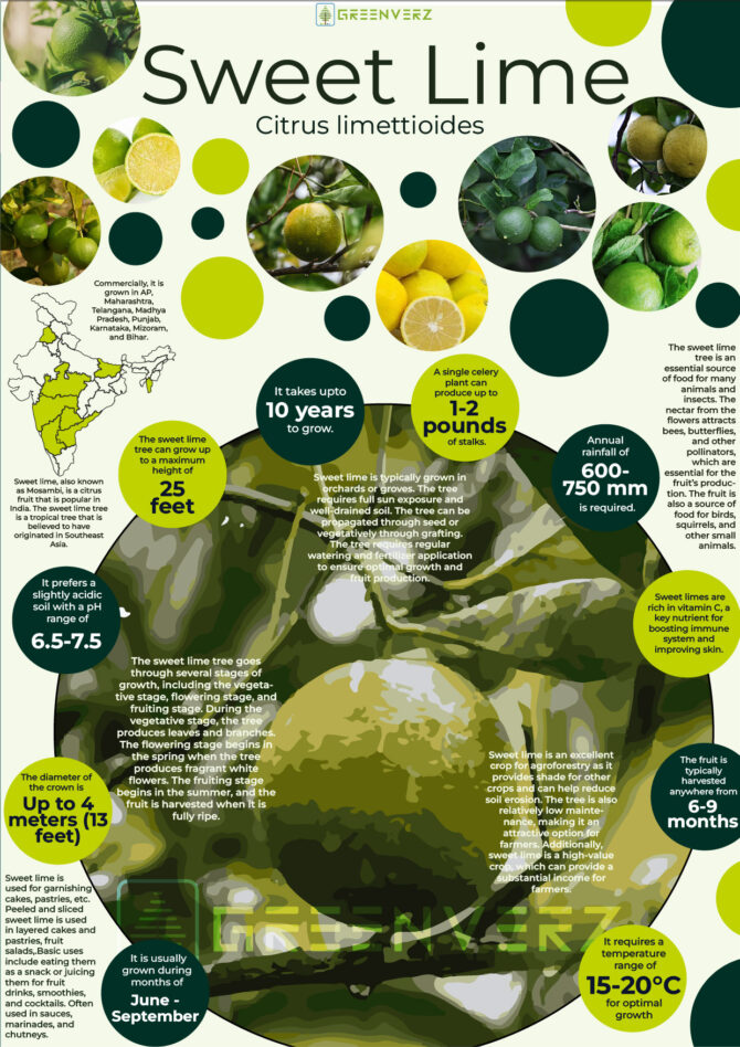 Infographics of Sweet Lime – Greenverz