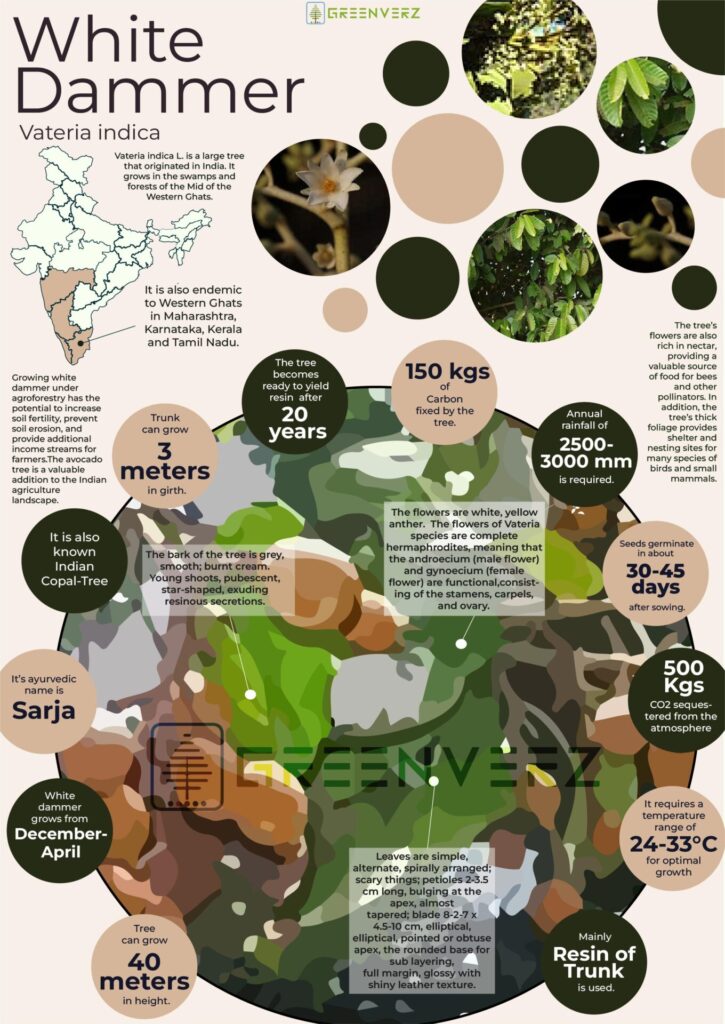 Infographics | Greenverz