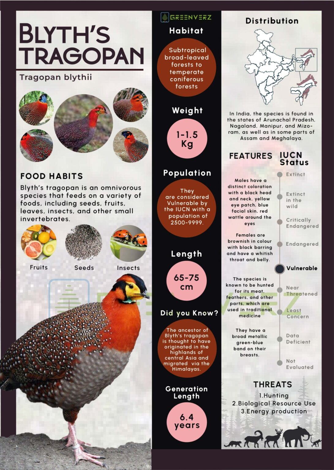 Infographics of Blyth’s Tragopan | Greenverz