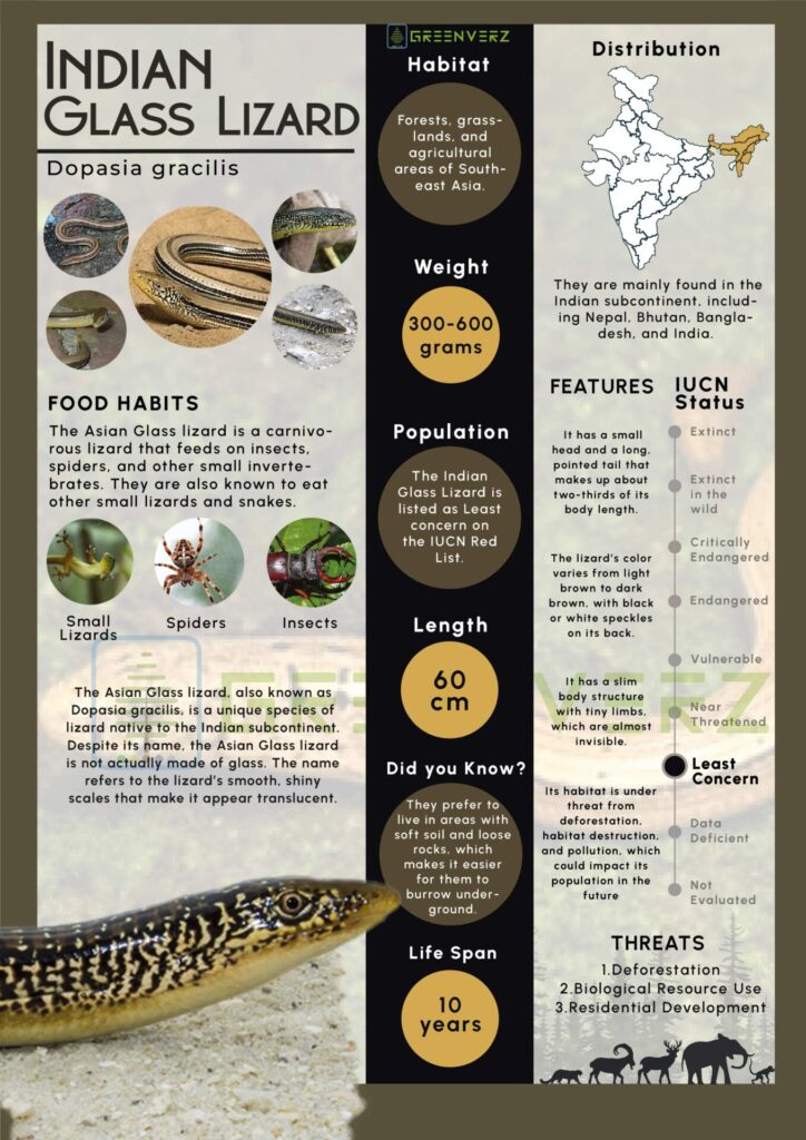 Infographics of Indian Glass Lizard | Greenverz