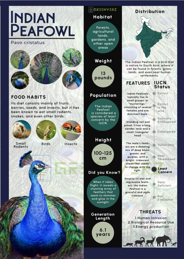 Infographics of Indian Peafowl | Greenverz