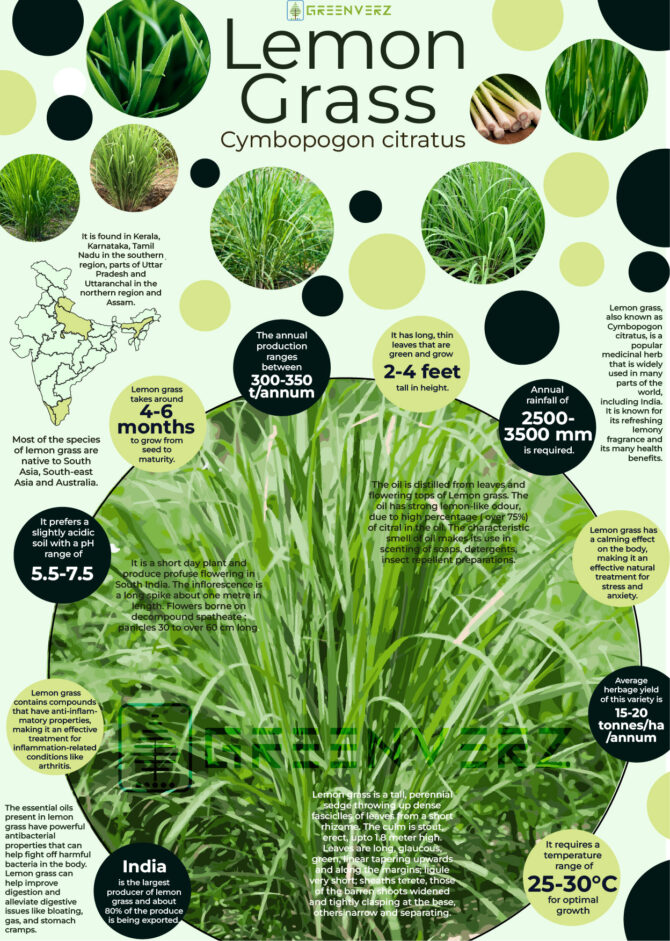 Infographics of Lemon Grass | Greenverz