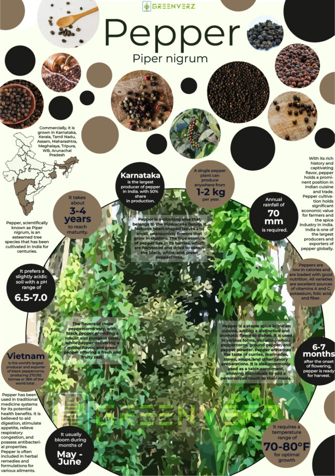 Infographics of Pepper | Greenverz