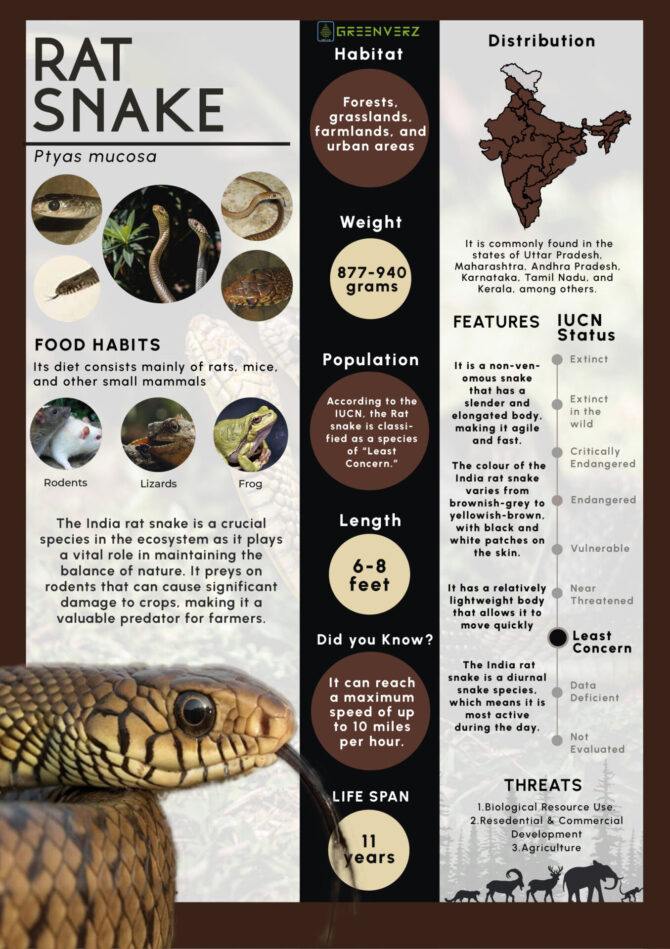 Infographics of Rat Snake | Greenverz