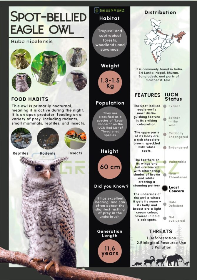 Infographics of Spot-bellied eagle-owl | Greenverz