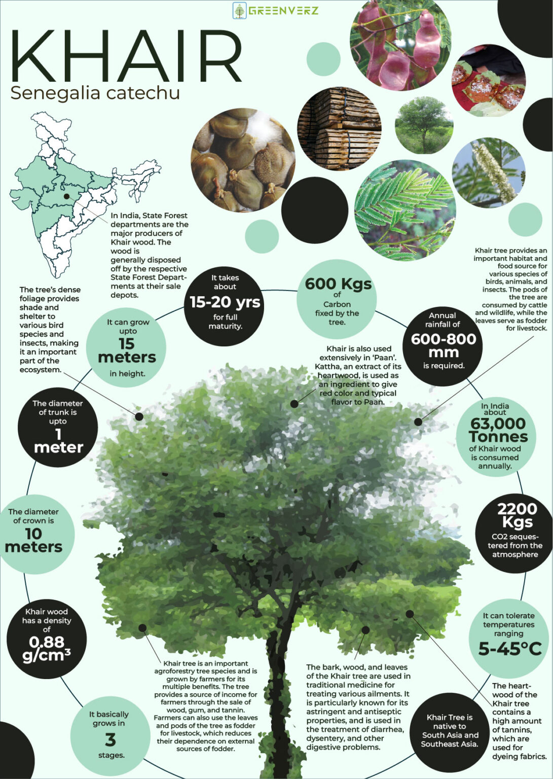 Infographics of Khair Tree – Greenverz