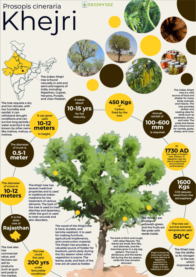 Infographics of Khejri Tree | Greenverz