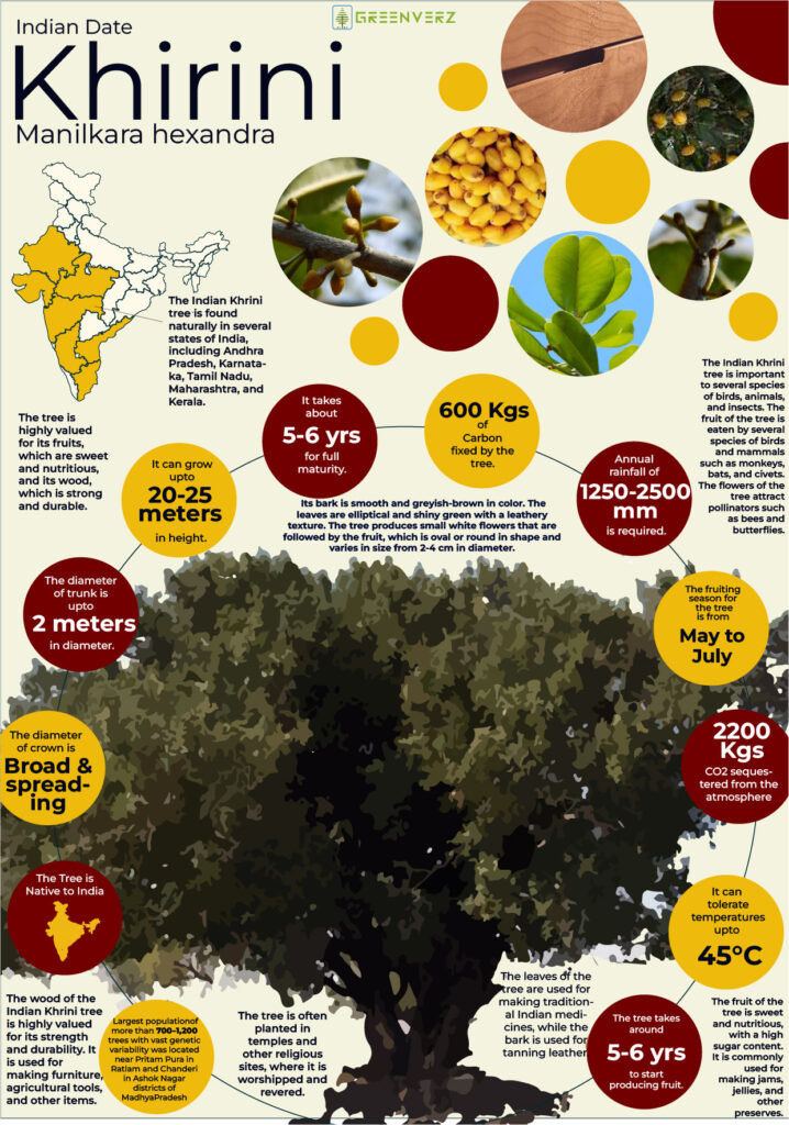 Infographics of Khirini Tree | Greenverz