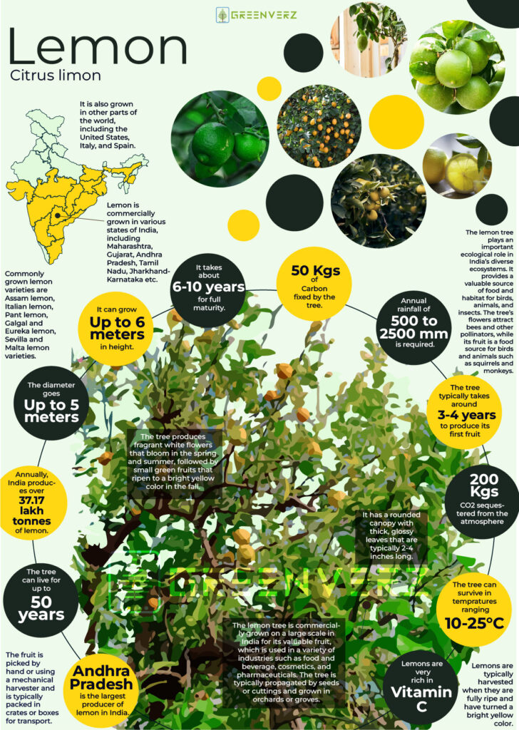 Infographics of Lemon Tree | Greenverz