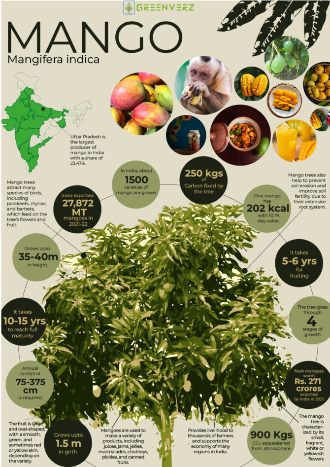 Infographics of Mango Tree | Greenverz