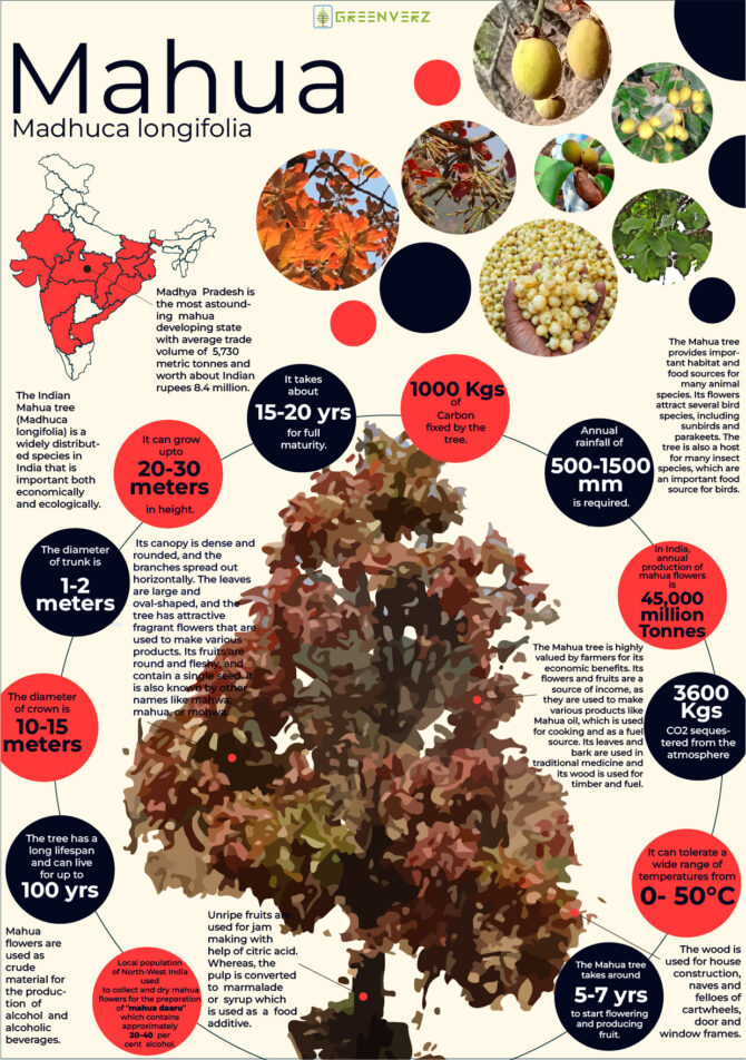 Infographics of Mahua Tree | Greenverz