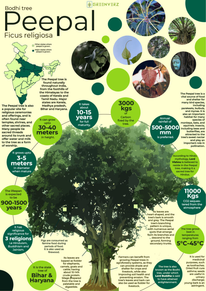 Infographics of Peepal Tree | Greenverz