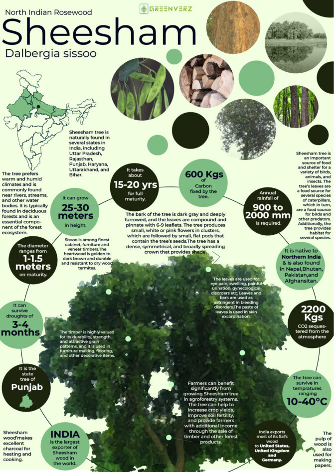 Infographics of Sheesham Tree | Greenverz
