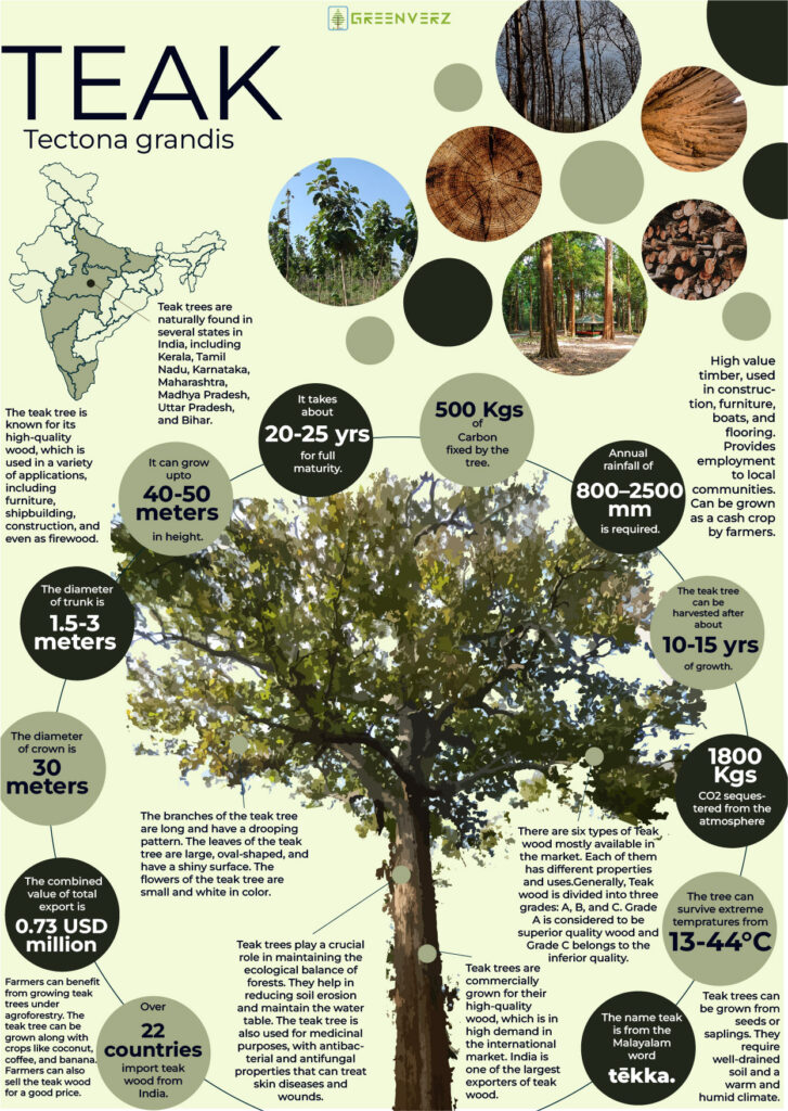 Infographics of Teak Tree | Greenverz
