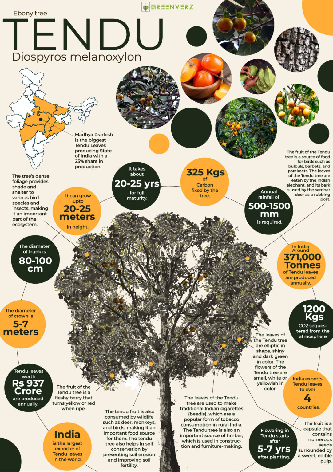 Infographics of Tendu Tree | Greenverz