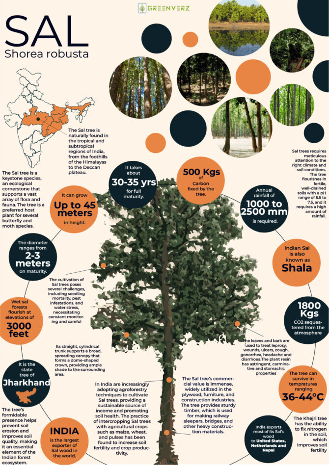 Infographics of Sal Tree | Greenverz