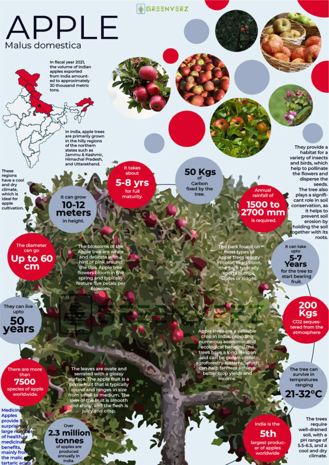 Infographics of Apple Tree | Greenverz