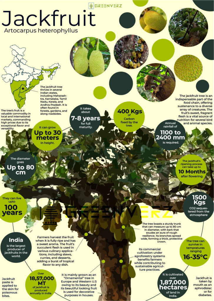 Infographics of Jackfruit Tree | Greenverz