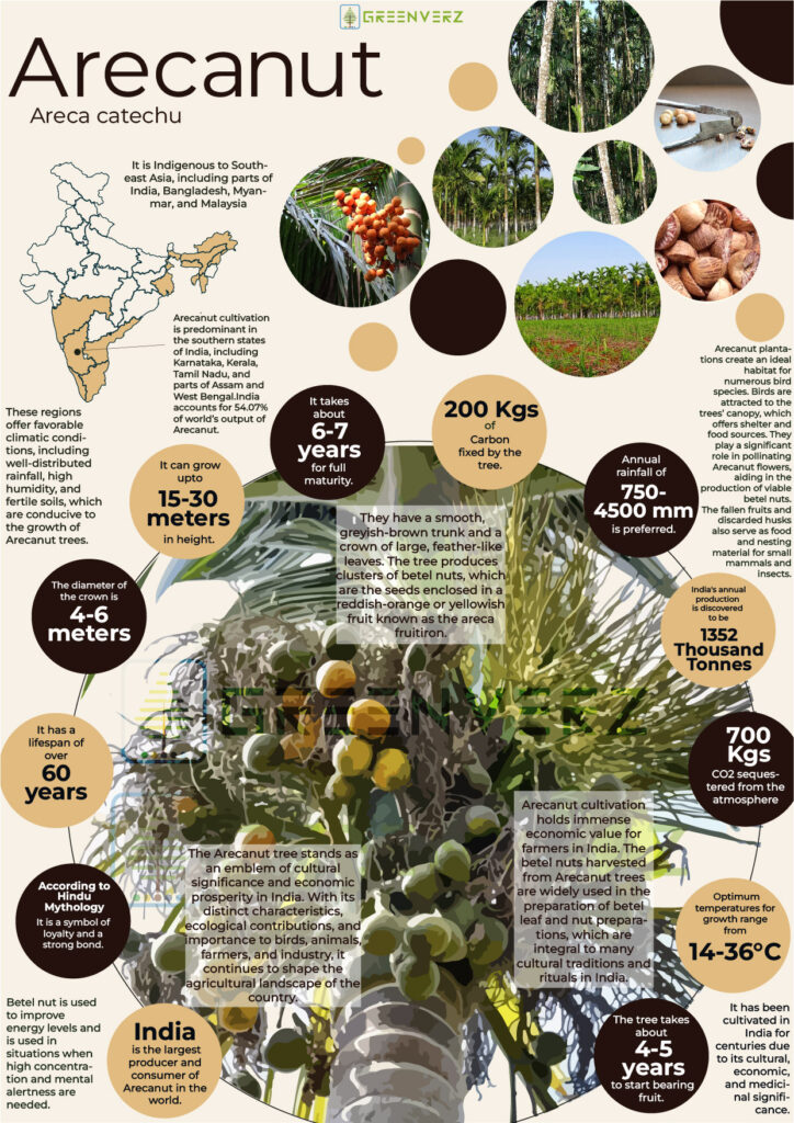 Infographics of Arecanut Tree – Greenverz