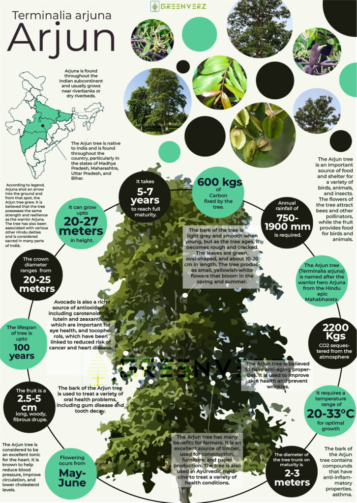 Infographics of Arjun Tree | Greenverz