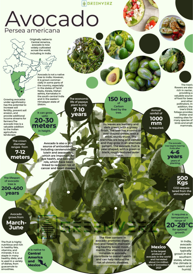 Infographics of Avocado Tree | Greenverz