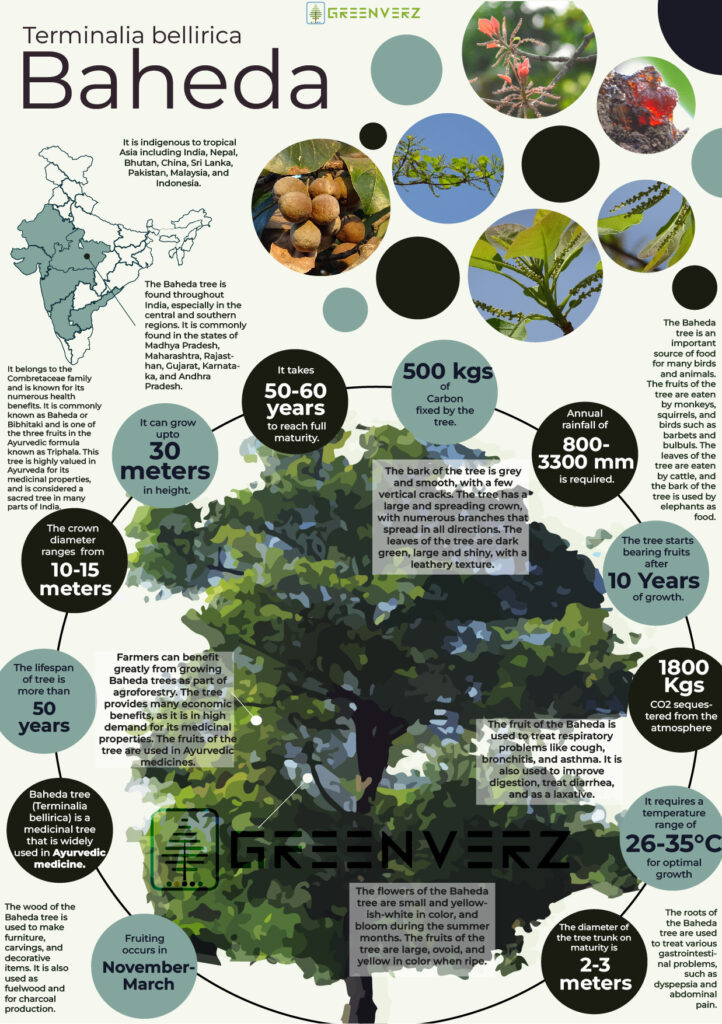 Infographics of Baheda Tree | Greenverz